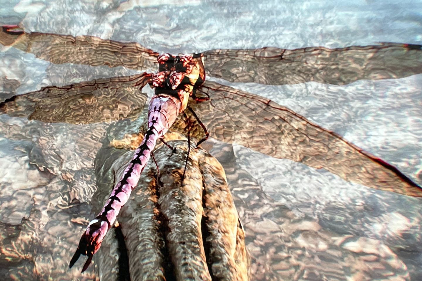 FIS brings open banking to corporates with Dragonfly - Digital Finance